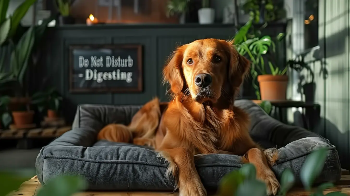 Grad gefressen, aber: Wie lange verdaut ein Hund und was muss beachtet ...