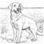 Labrador Ausmalbilder Hund für Kinder Kostenlos zum Download